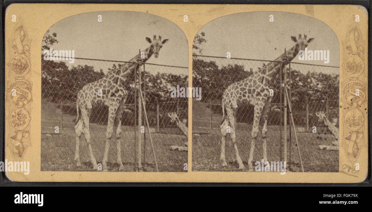 A stereoscopic photograph of a giraffe in Central Park, New York ...