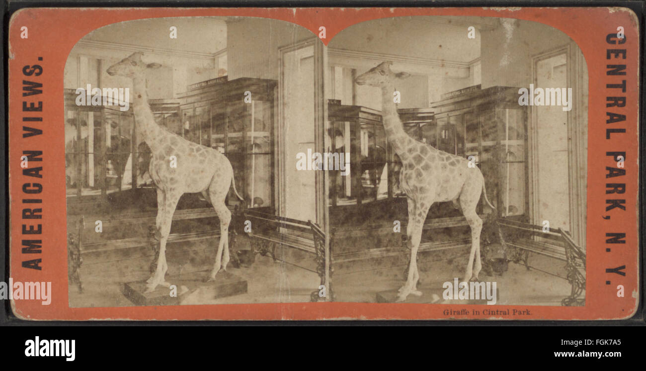 This stereoscopic photograph shows a giraffe in Central Park, New York ...
