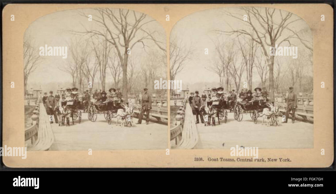 A photograph from the Robert N. Dennis collection showing a goat team ...