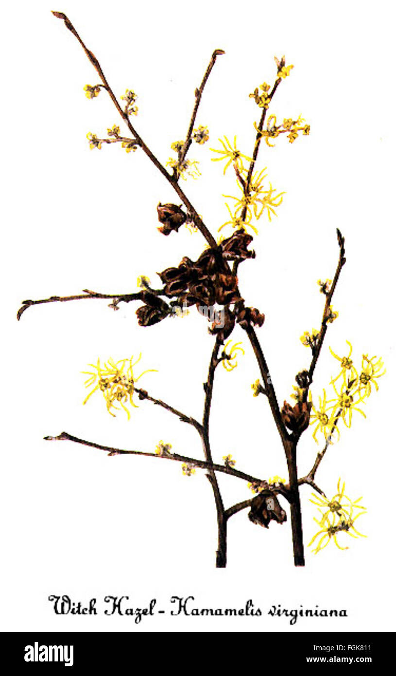Mary Vaux Walcott's depiction of *Hamamelis virginiana* (witch hazel ...