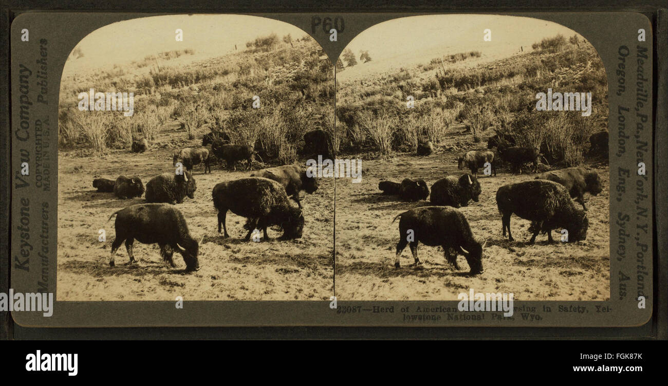 A historic photograph shows a herd of American bison grazing in ...