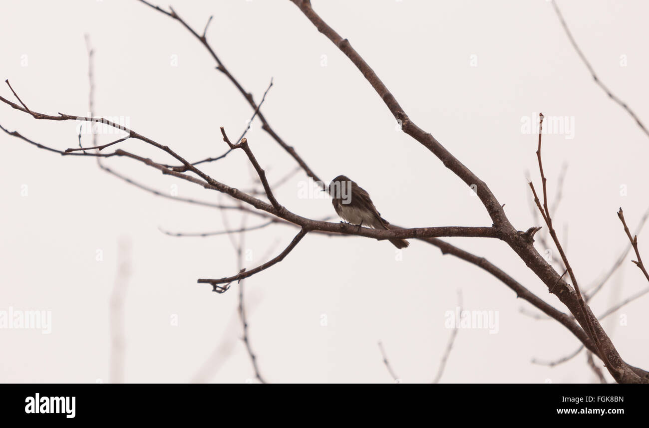 Grey Tree swallow birds, Tachycineta bicolor, sits on a tree branch at ...
