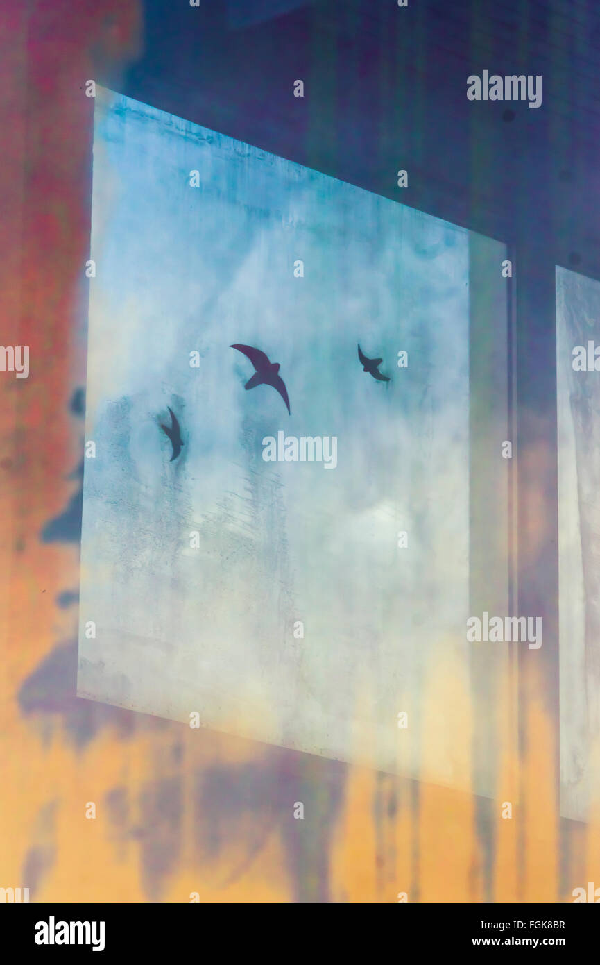 bird silhouettes, reflections in a windowpane Stock Photo - Alamy