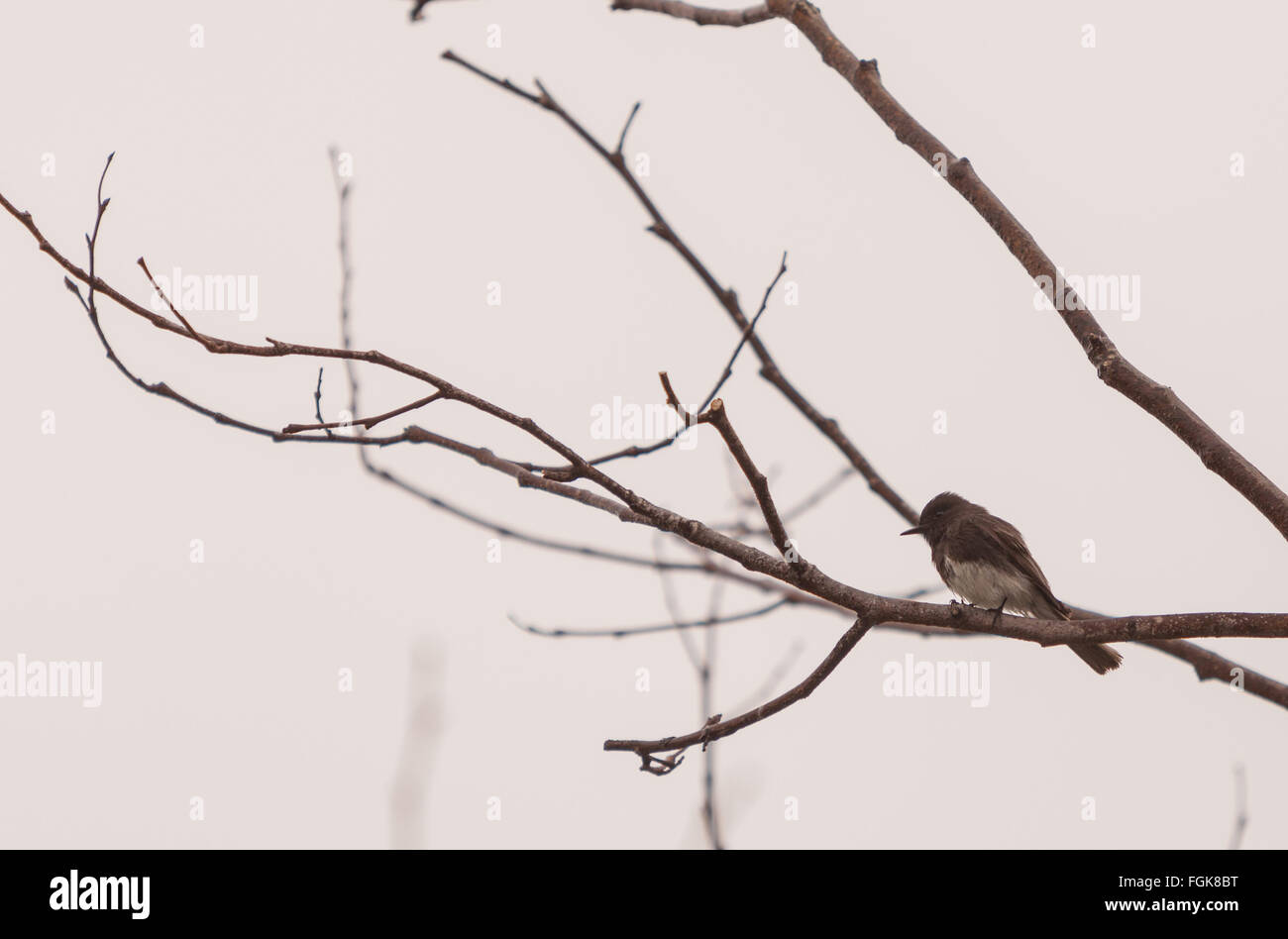 Grey Tree swallow birds, Tachycineta bicolor, sits on a tree branch at ...