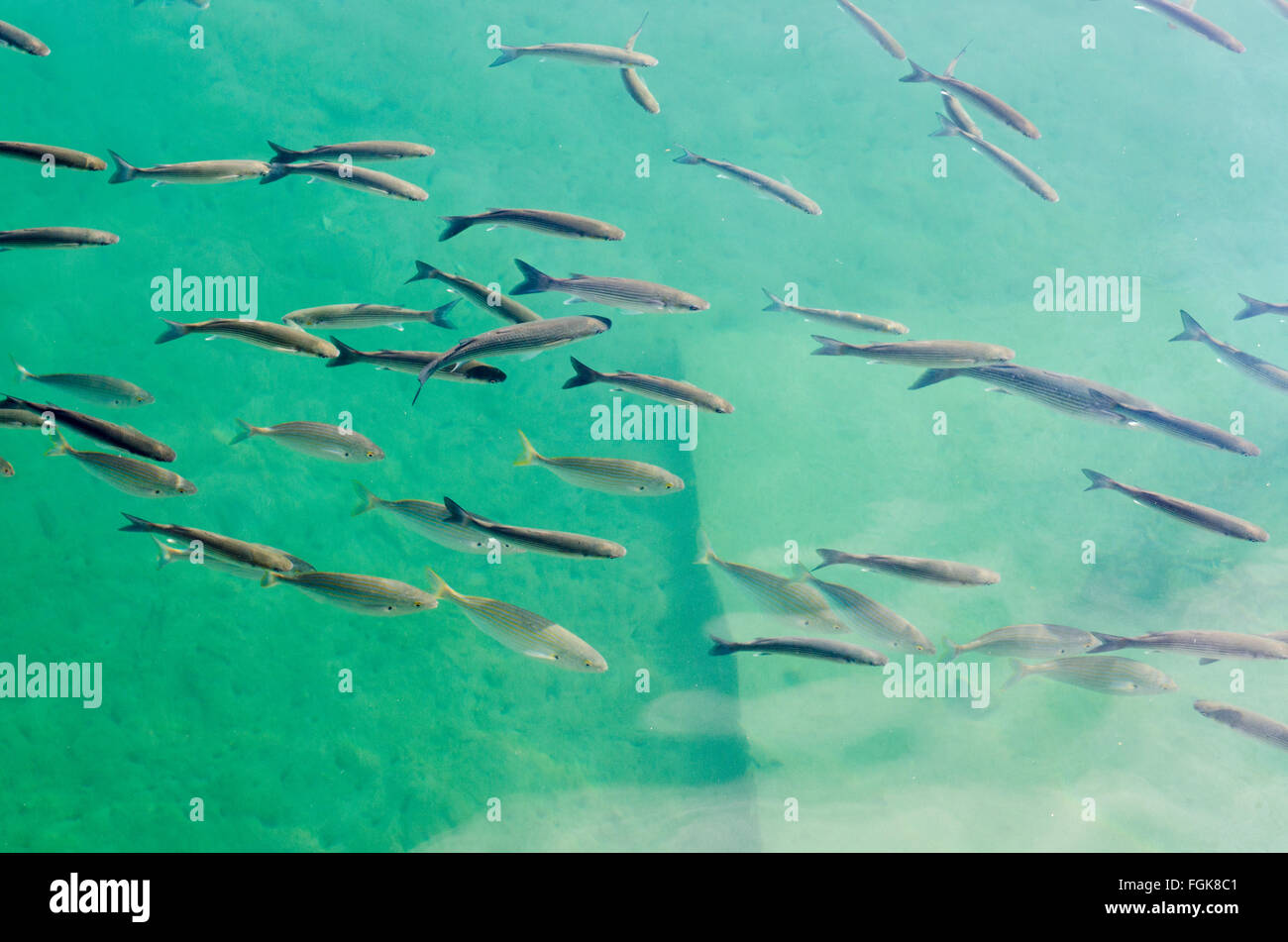 Small fish hi-res stock photography and images - Alamy