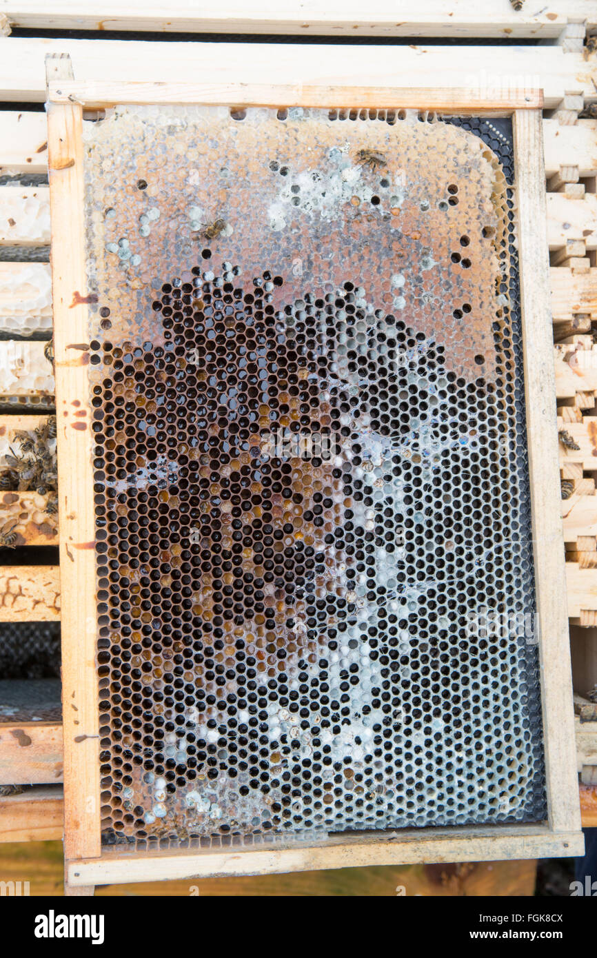 beehive frame from dead honeybee colony inside beehive where rain water ...
