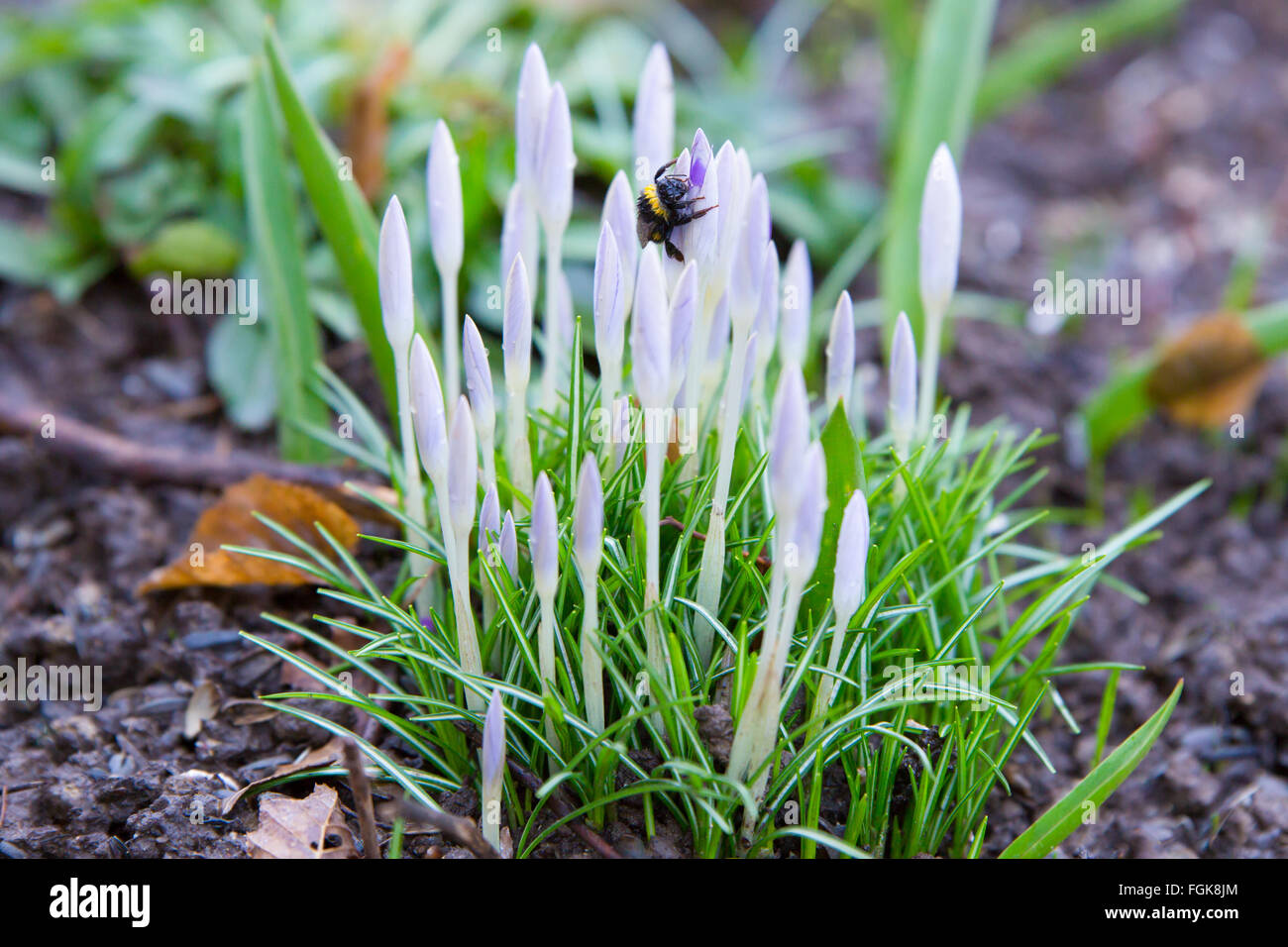 Flower Sprout High Resolution Stock Photography and Images - Alamy