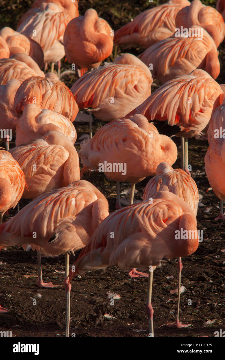Flamingos standing, on one leg hi-res stock photography and images - Alamy