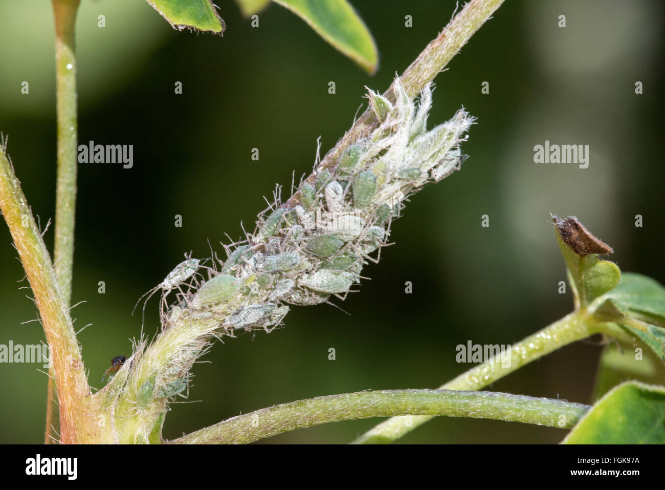 Aphids on Lupin plant Stock Photo - Alamy