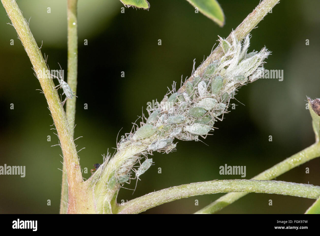 Aphids on Lupin plant Stock Photo - Alamy