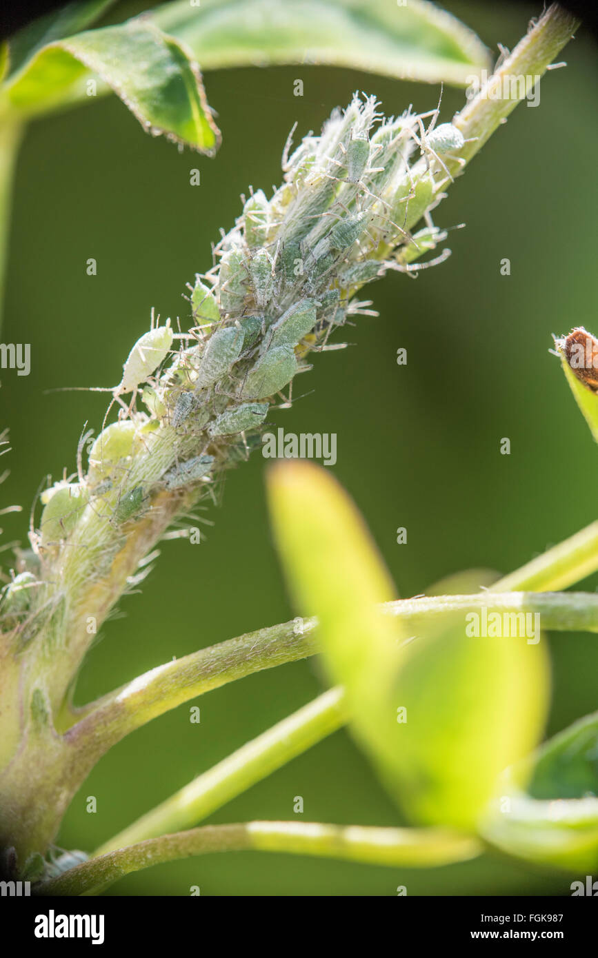 Aphids on Lupin plant Stock Photo - Alamy