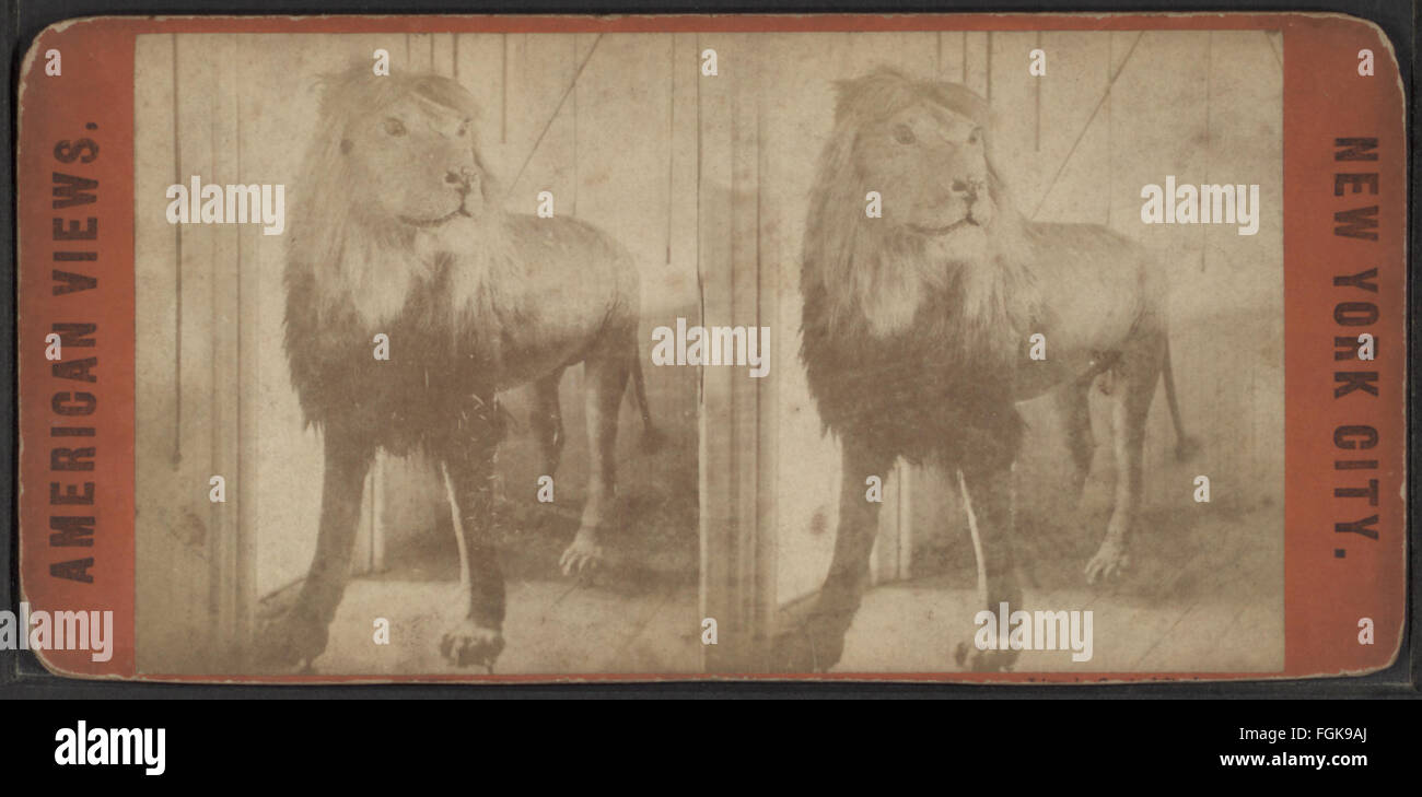 This stereoscopic view shows the Lion statue in Central Park, a ...
