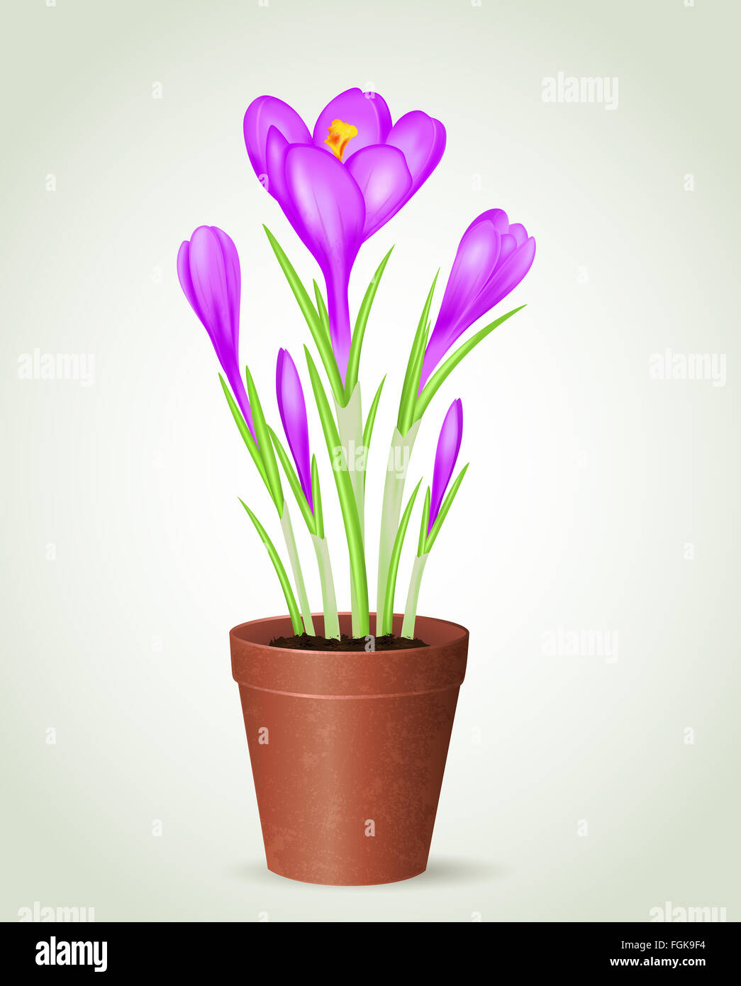Violet crocus in flower pot Stock Photo - Alamy