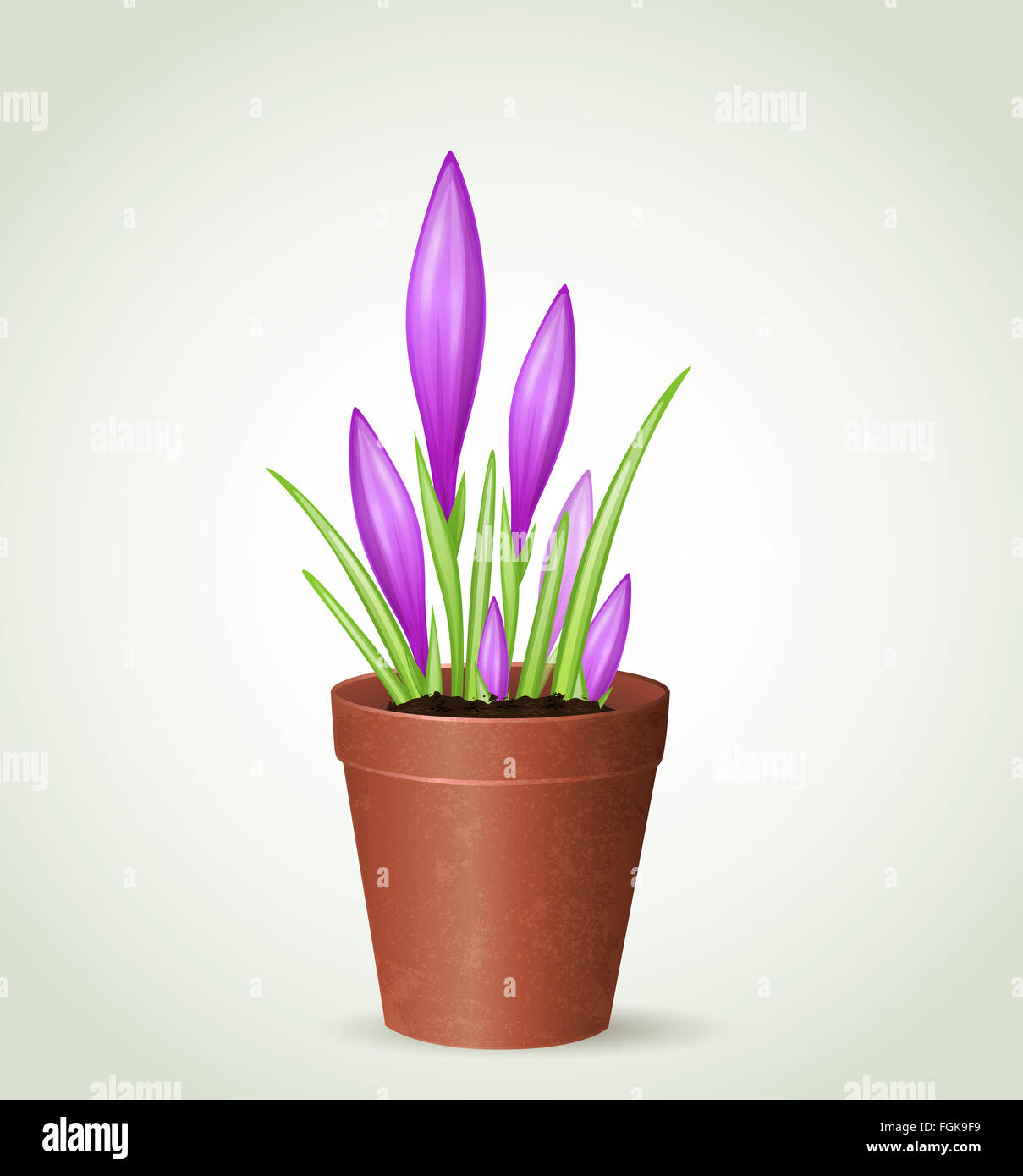 Violet crocuses in flower pot Stock Photo - Alamy