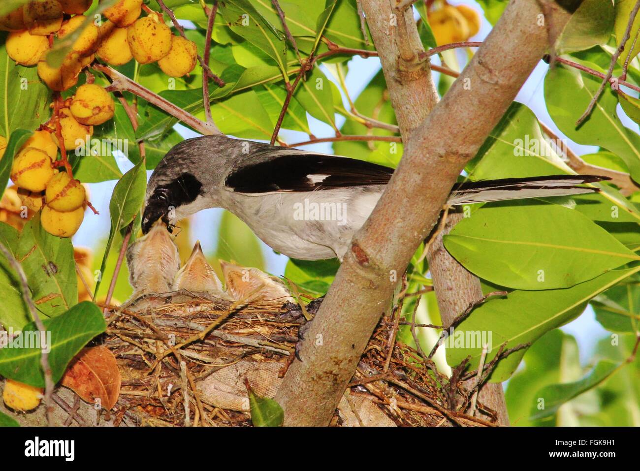Loggerhead Shrikes in there nest feeding chicks! Stock Photo - Alamy