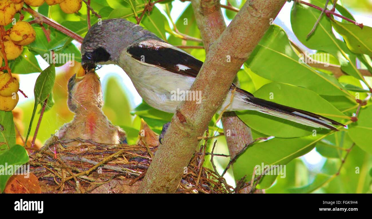 Loggerhead Shrikes in there nest feeding chicks! Stock Photo - Alamy