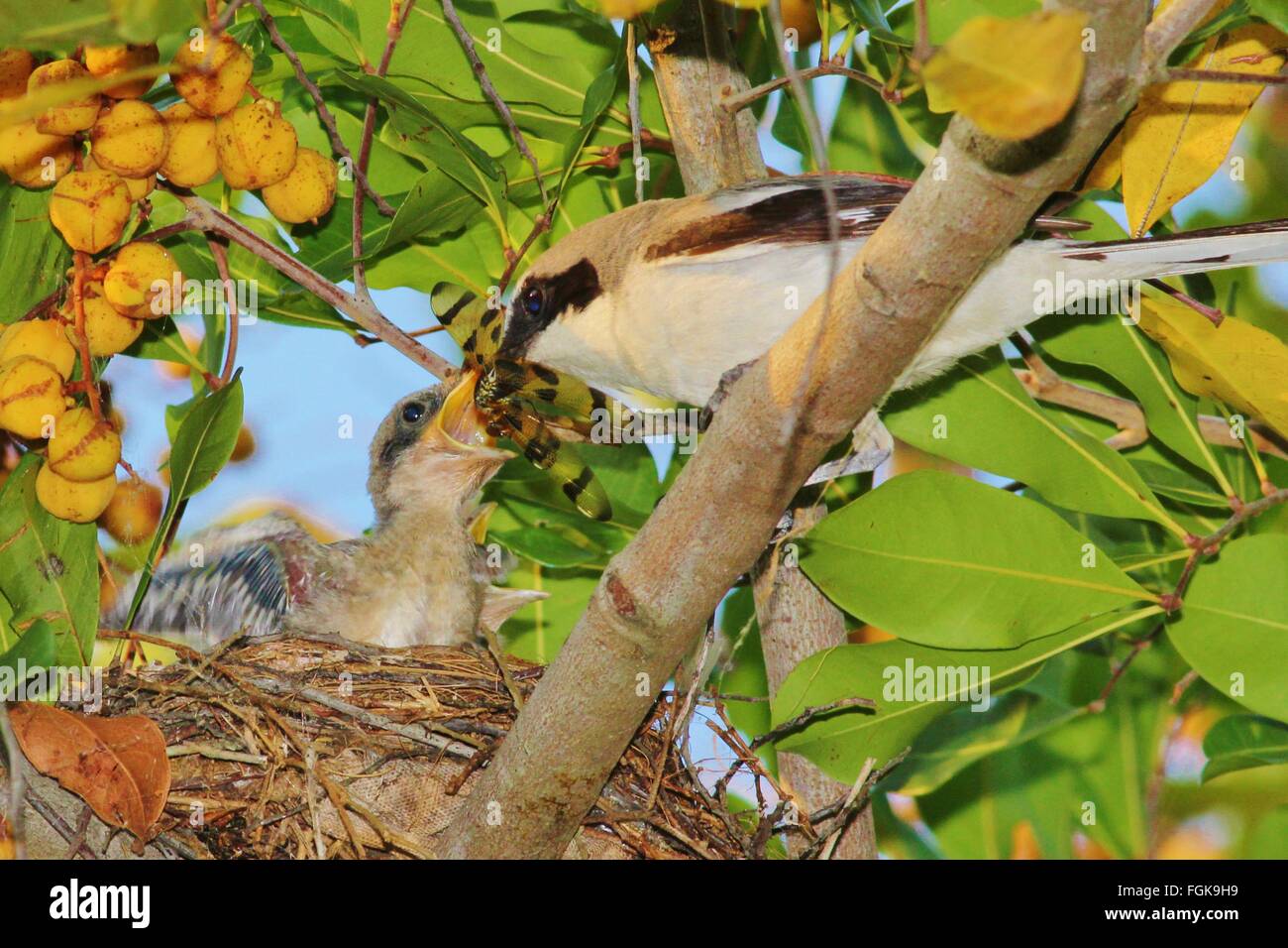 Loggerhead Shrikes in there nest feeding chicks! Stock Photo - Alamy