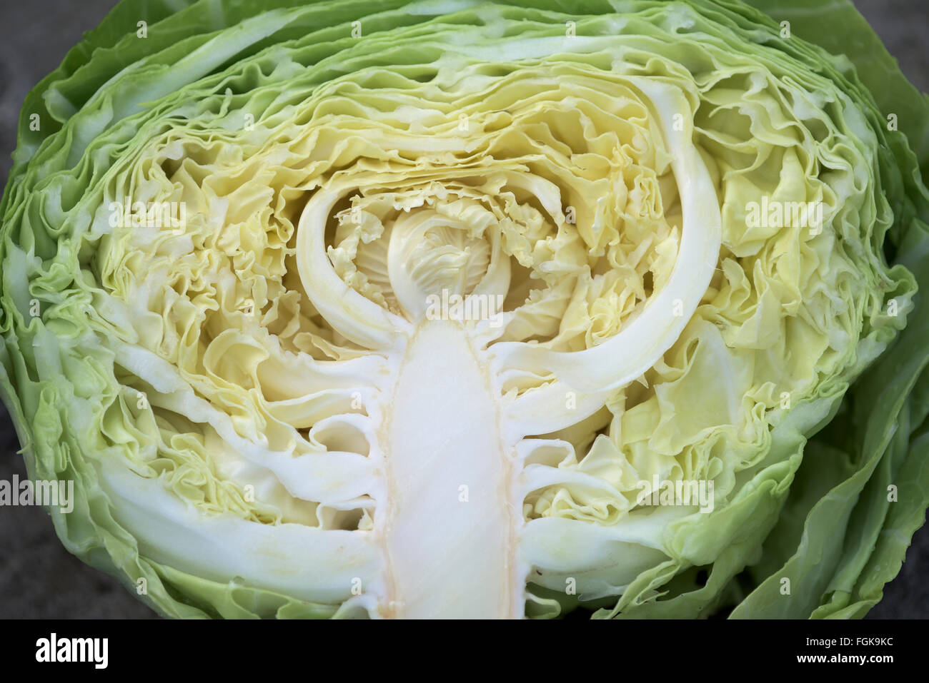 Cabbage cut in half Stock Photo - Alamy