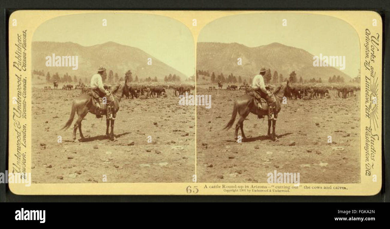 A photograph by Underwood & Underwood showing a cattle round-up in ...
