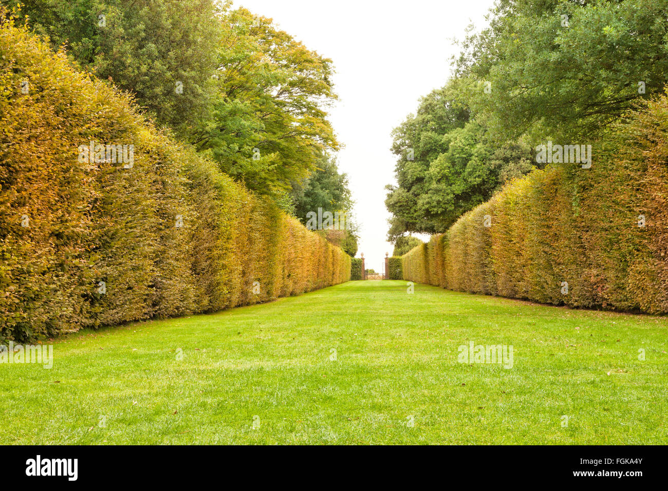 green grass walking pathway between autumn color leaves high hedge ...