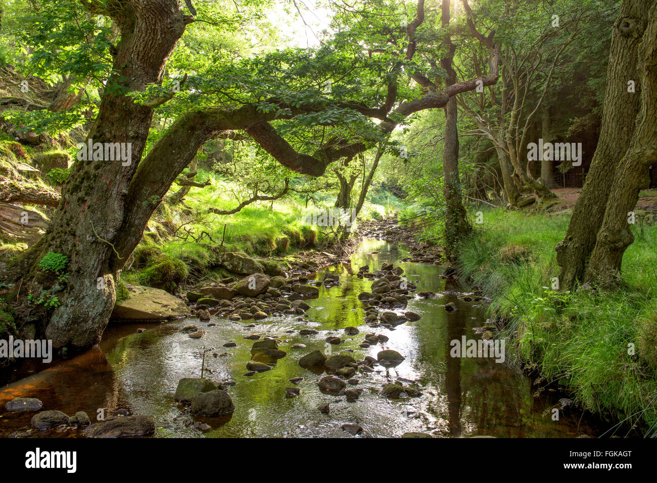 Woodland waterway hi-res stock photography and images - Alamy