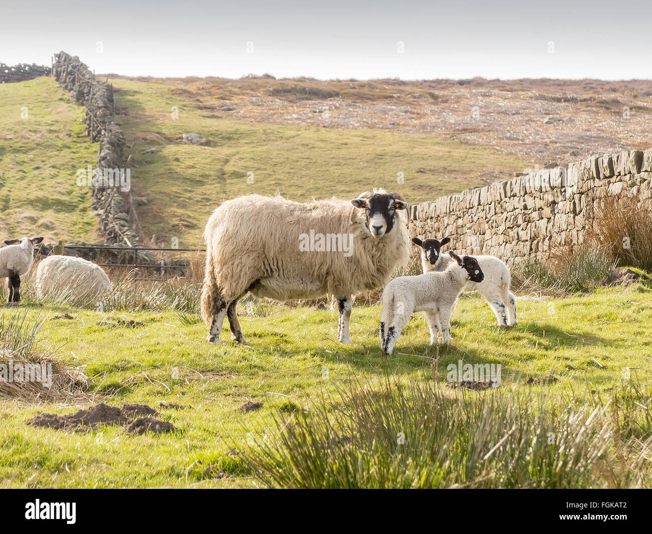 Swaledale sheep with lambs against drystone wall, North Yorkshire Stock ...