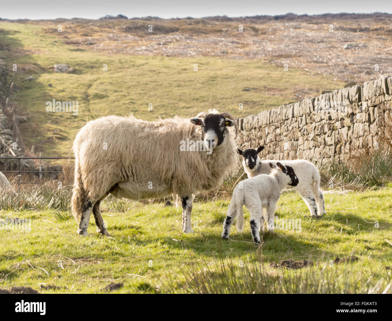 Swaledale sheep with lambs against drystone wall, North Yorkshire Stock ...