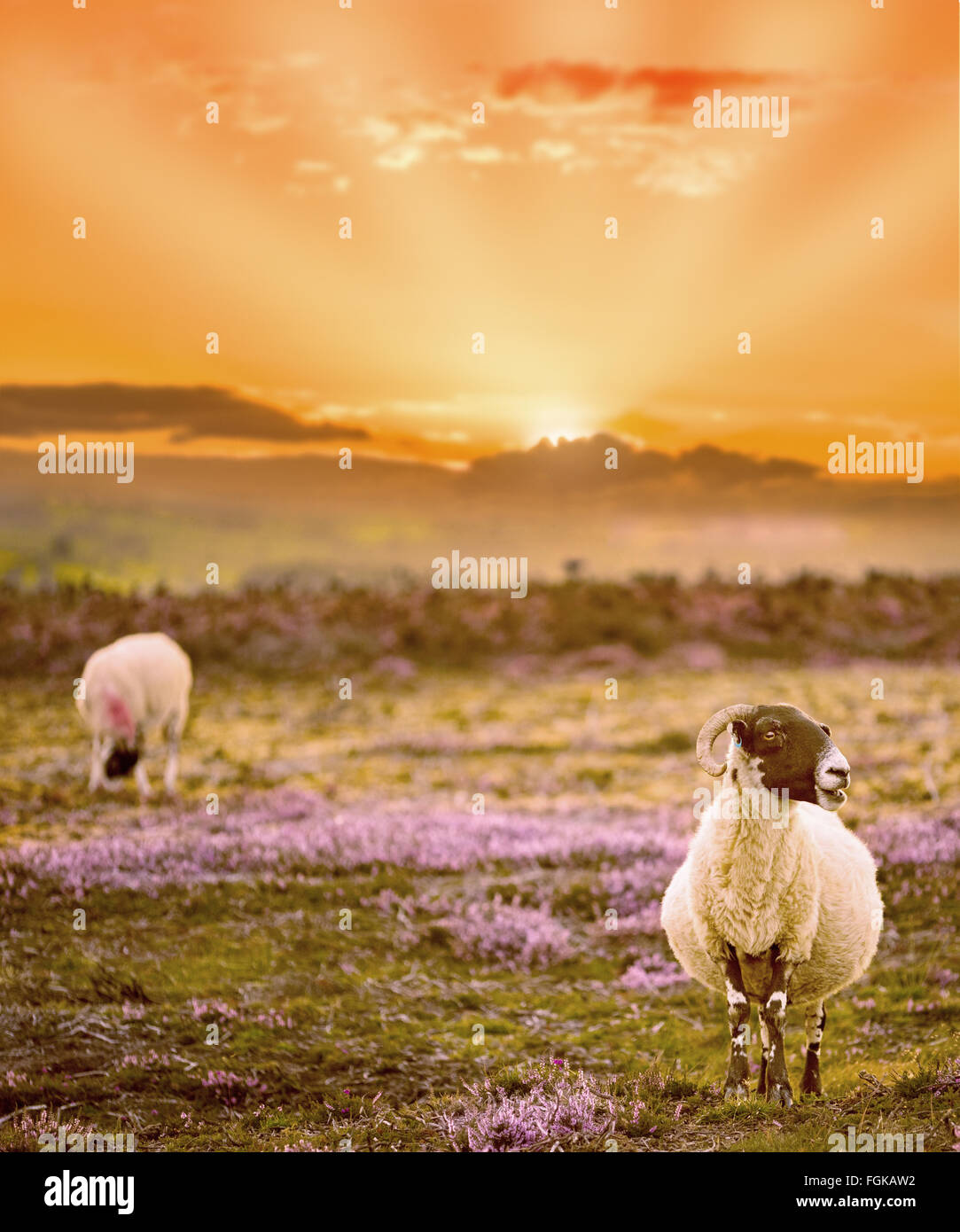 Sheep grazing on moorland at sunset (could be sunrise Stock Photo - Alamy