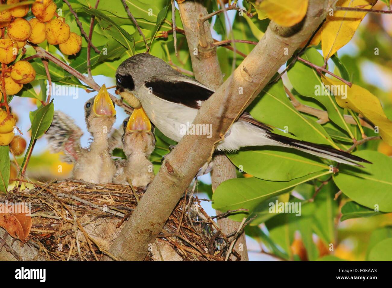 Loggerhead Shrikes in there nest feeding chicks! Stock Photo - Alamy