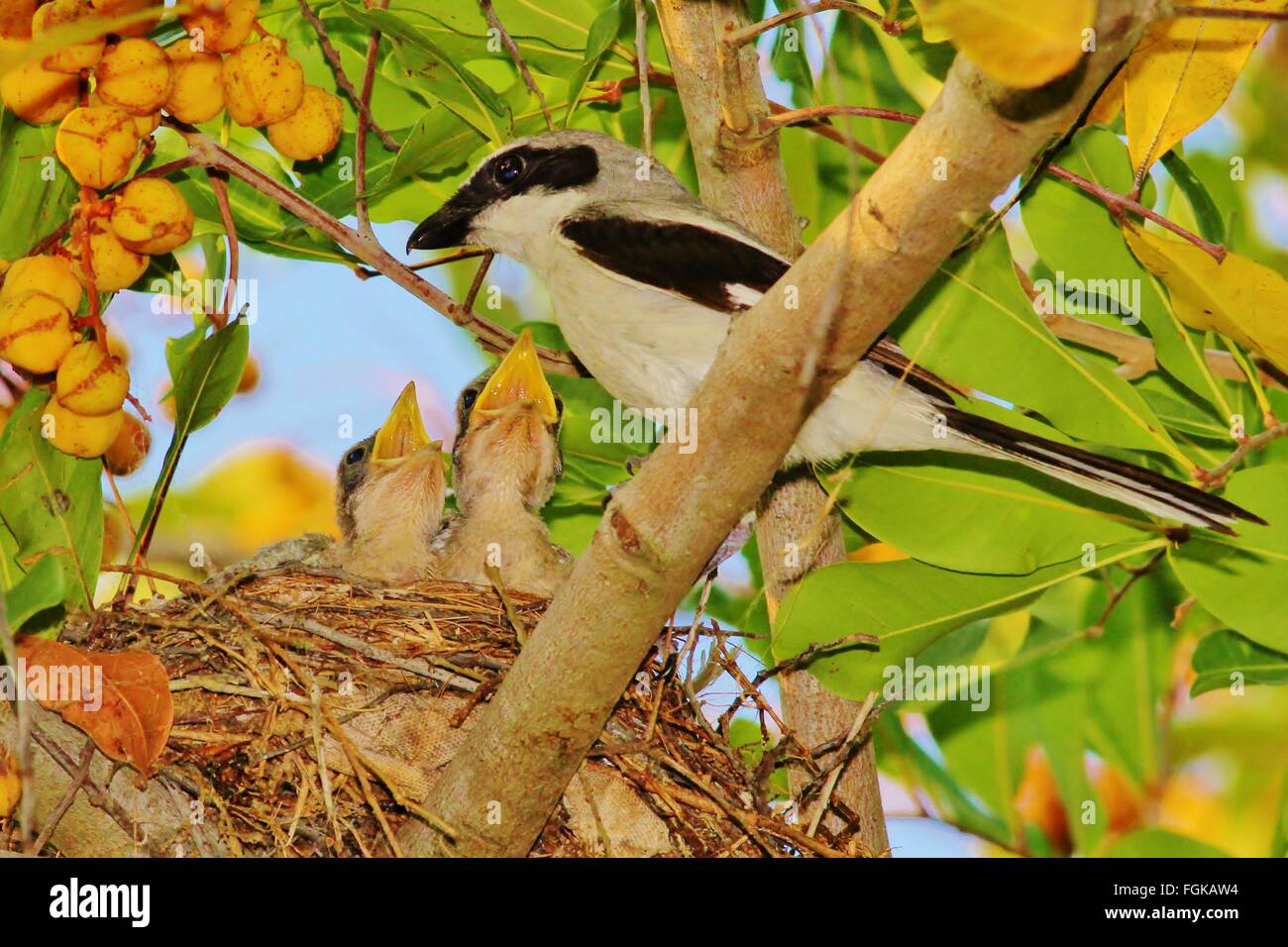 Loggerhead Shrikes in there nest feeding chicks! Stock Photo - Alamy
