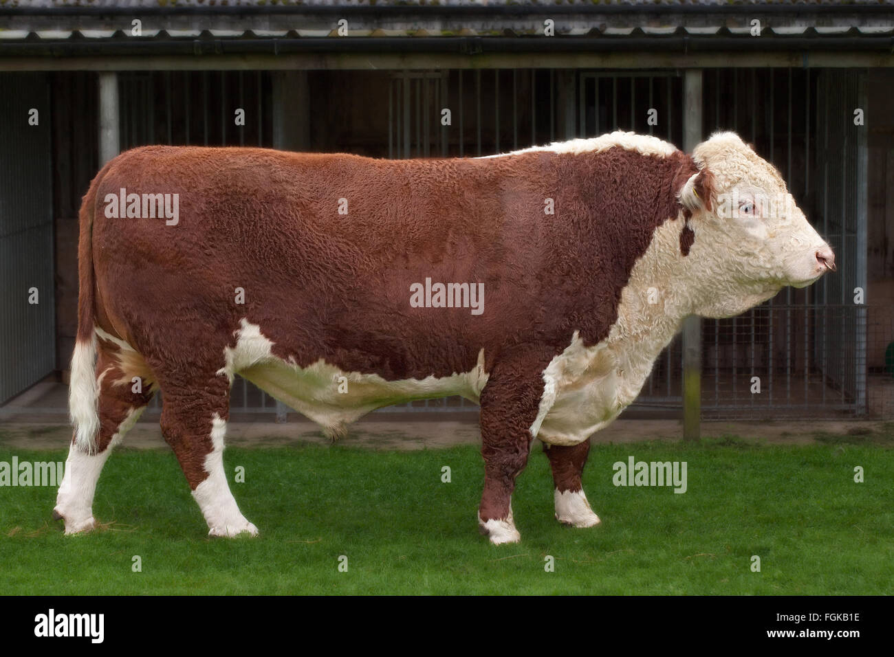 Hereford bull cattle hi-res stock photography and images - Alamy