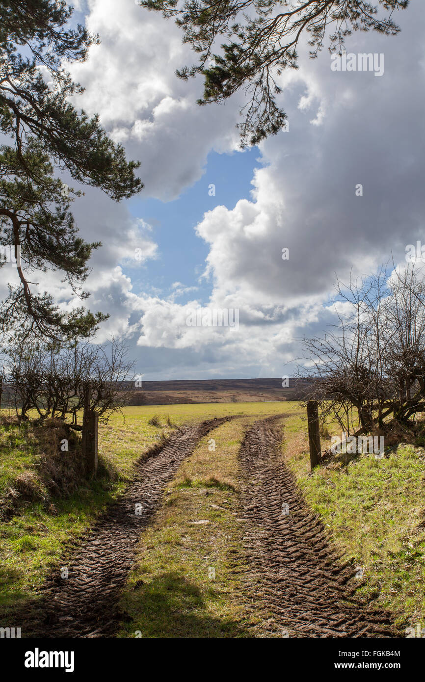 Tractor tracks through a muddy farm gateway Stock Photo - Alamy