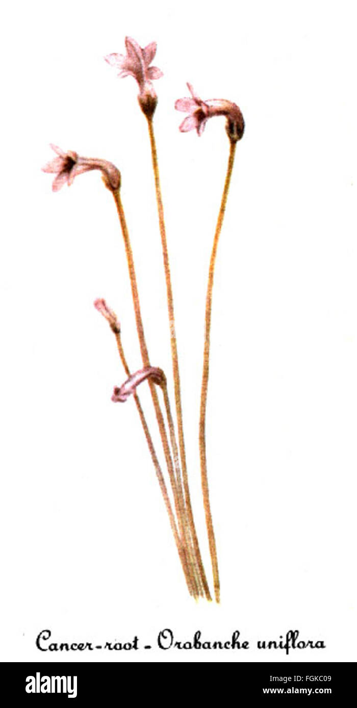 A botanical illustration of Orobanche uniflora, also known as the one ...