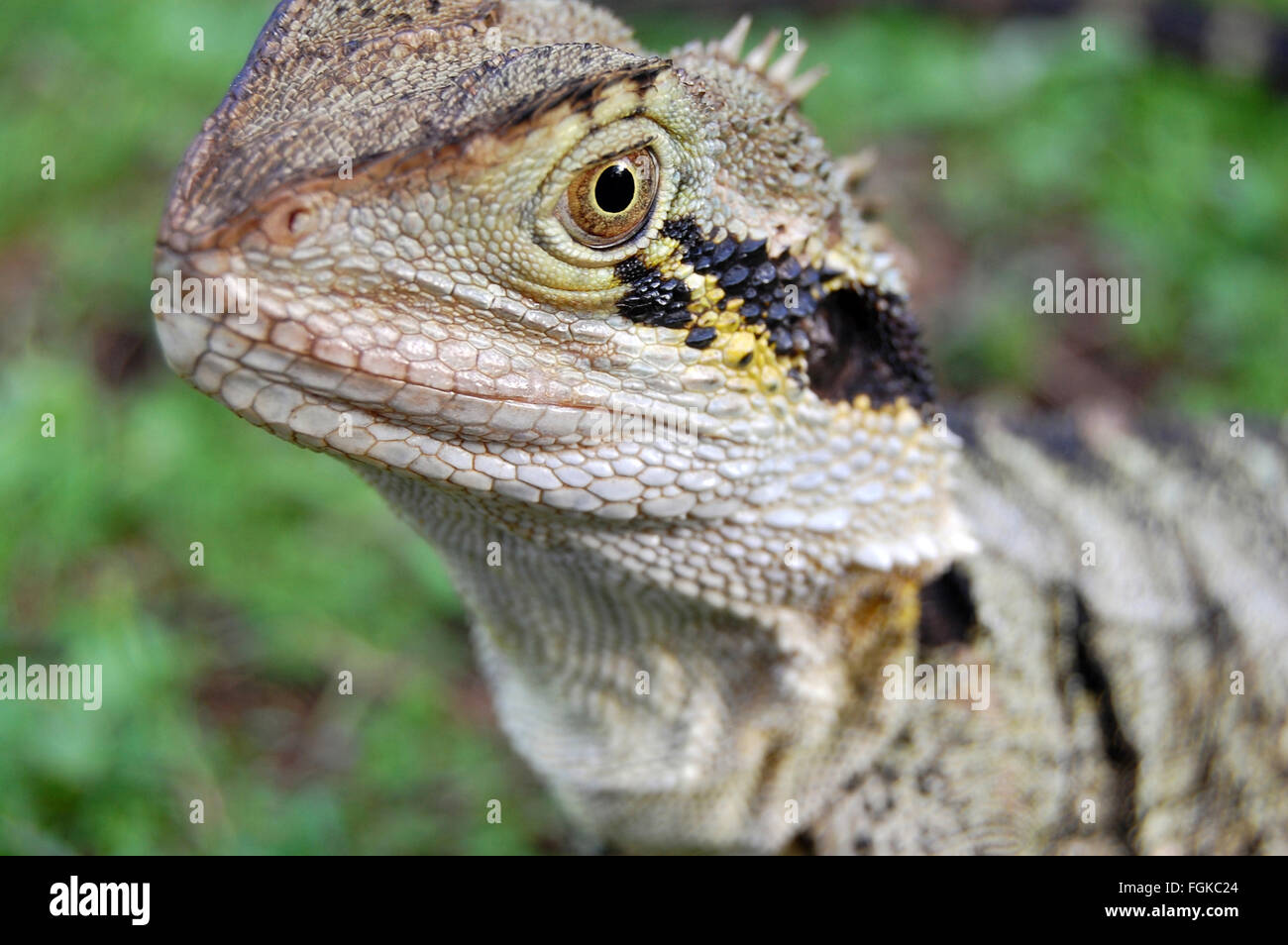 Australian lizard marco view, Queensland, Brisbane, Australia Stock ...