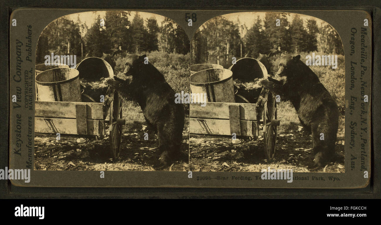 This image by Keystone View Company shows a bear feeding in Yellowstone ...