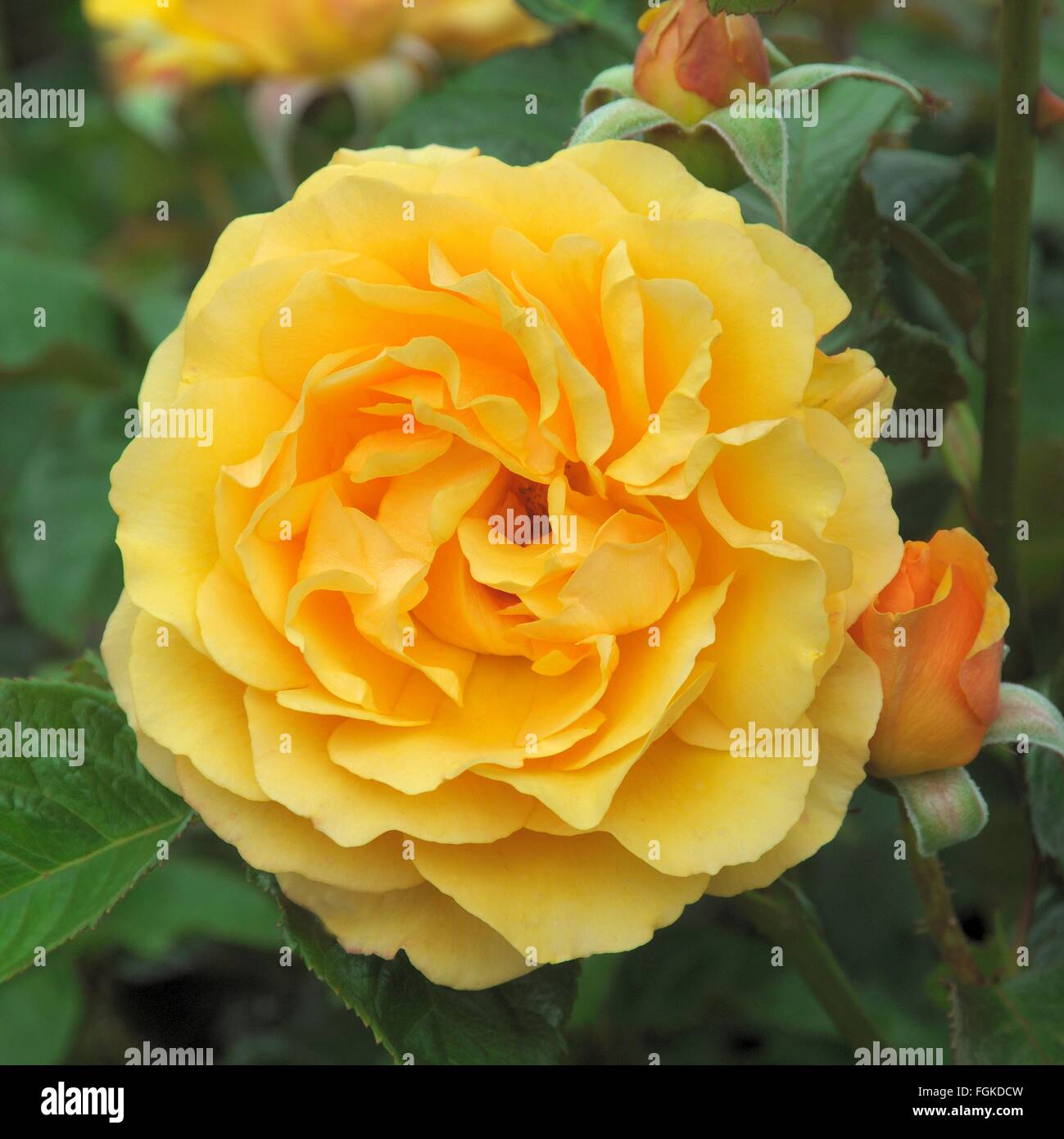 Amber queen rose hi-res stock photography and images - Alamy