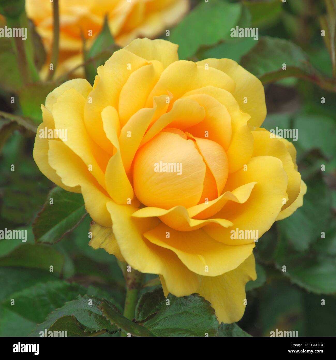 Rose amber queen hi-res stock photography and images - Alamy