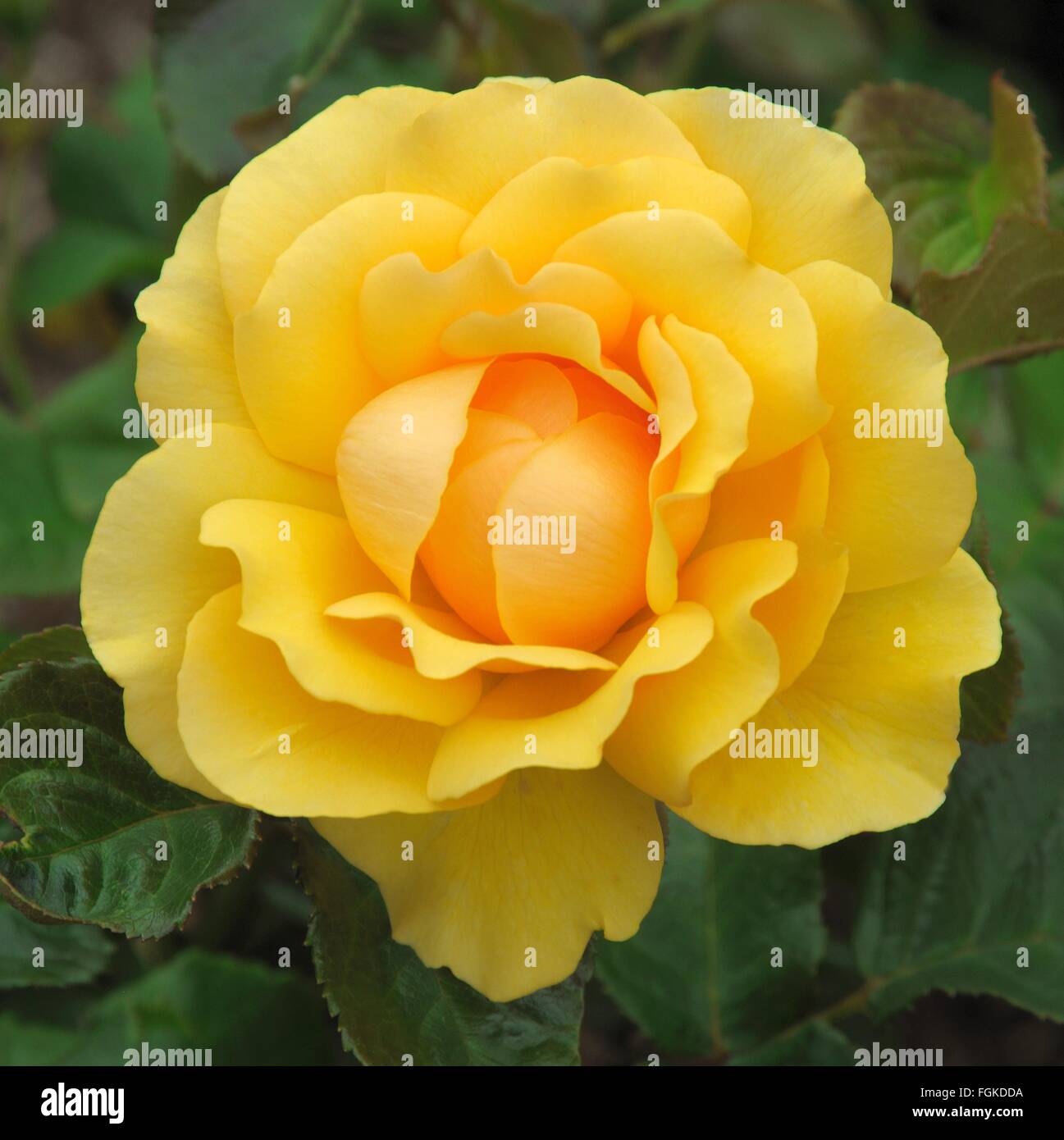 Amber queen rose hi-res stock photography and images - Alamy