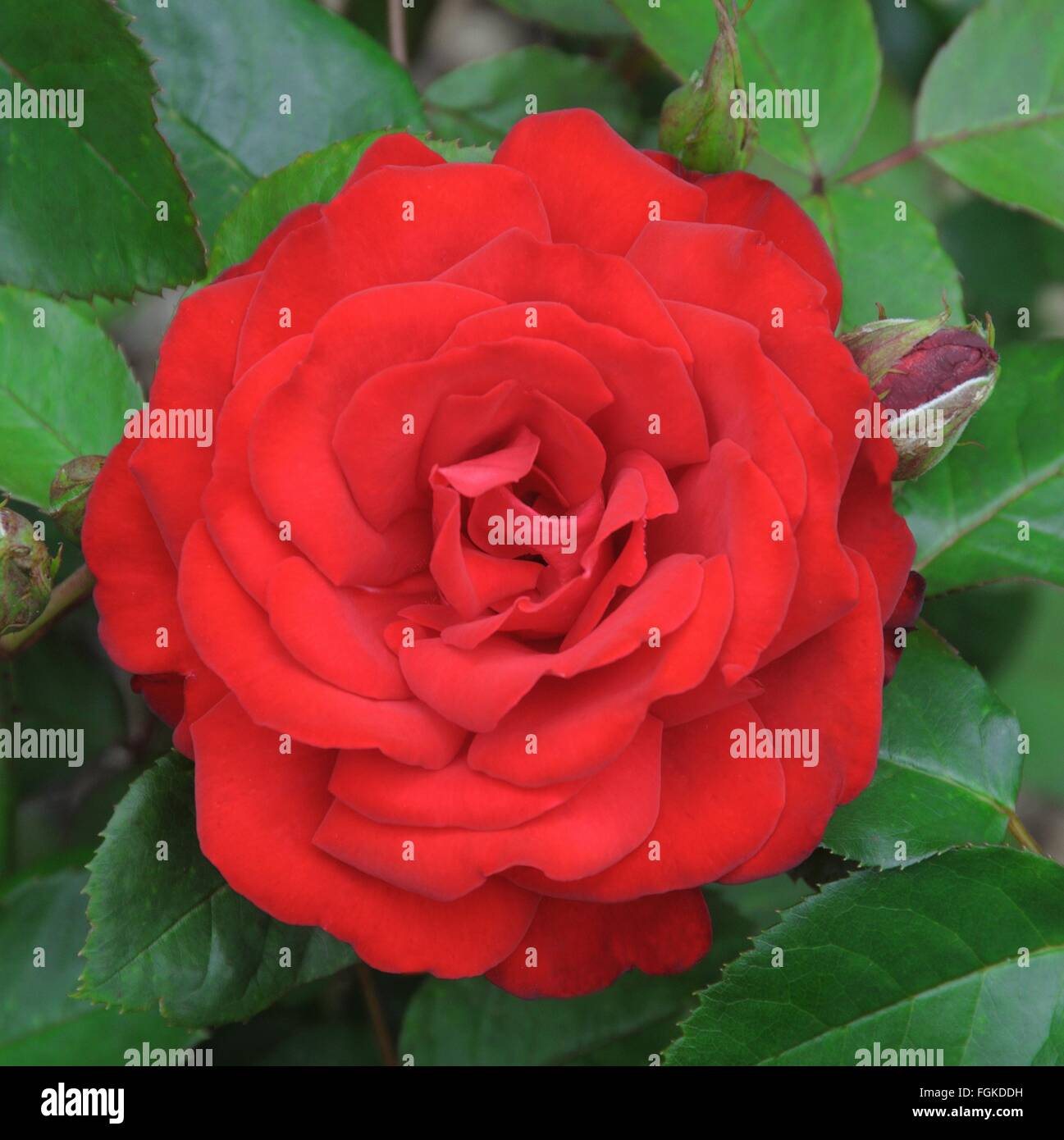 Rose l d braithwaite hi-res stock photography and images - Alamy