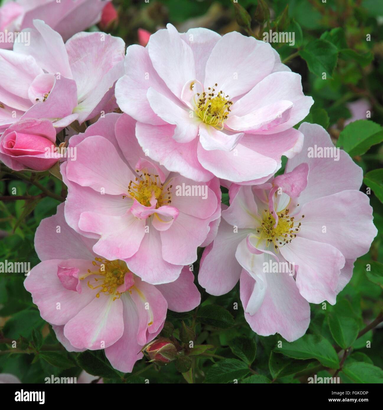 Rose betty prior hi-res stock photography and images - Alamy