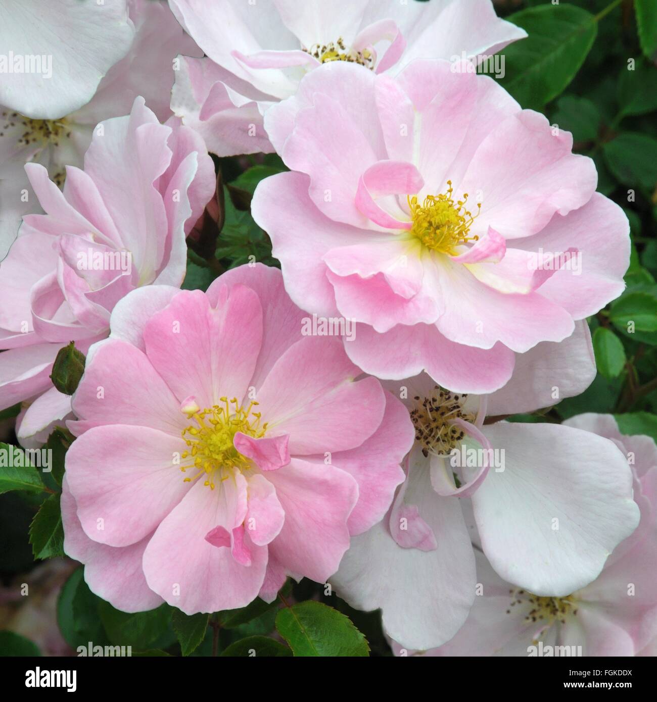 Rose betty prior hi-res stock photography and images - Alamy