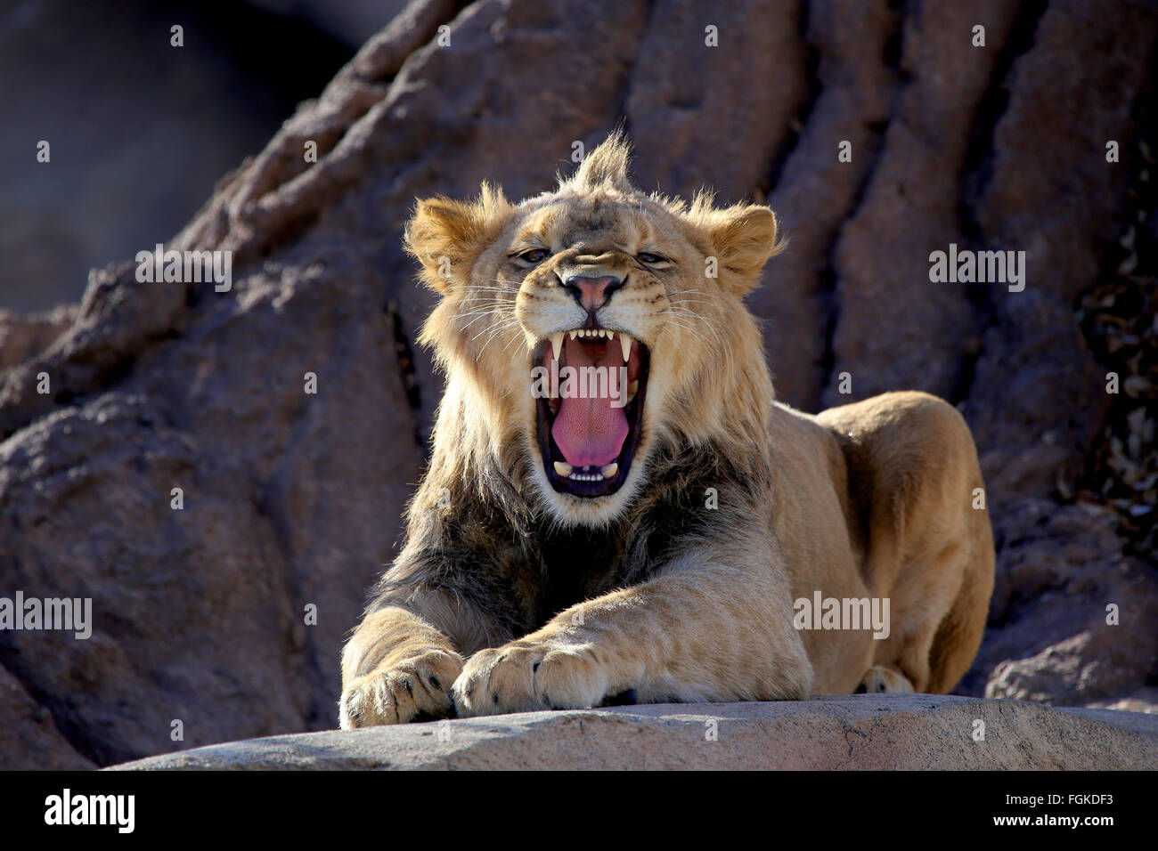 Lion growl hi-res stock photography and images - Alamy