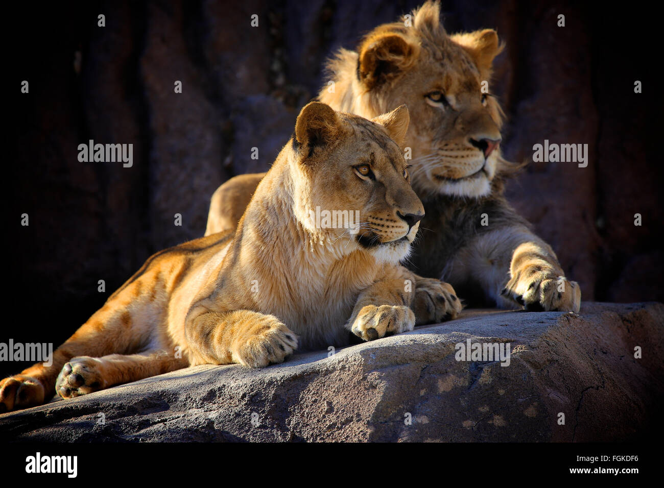 Two Young African Lions sitting on rock Stock Photo - Alamy