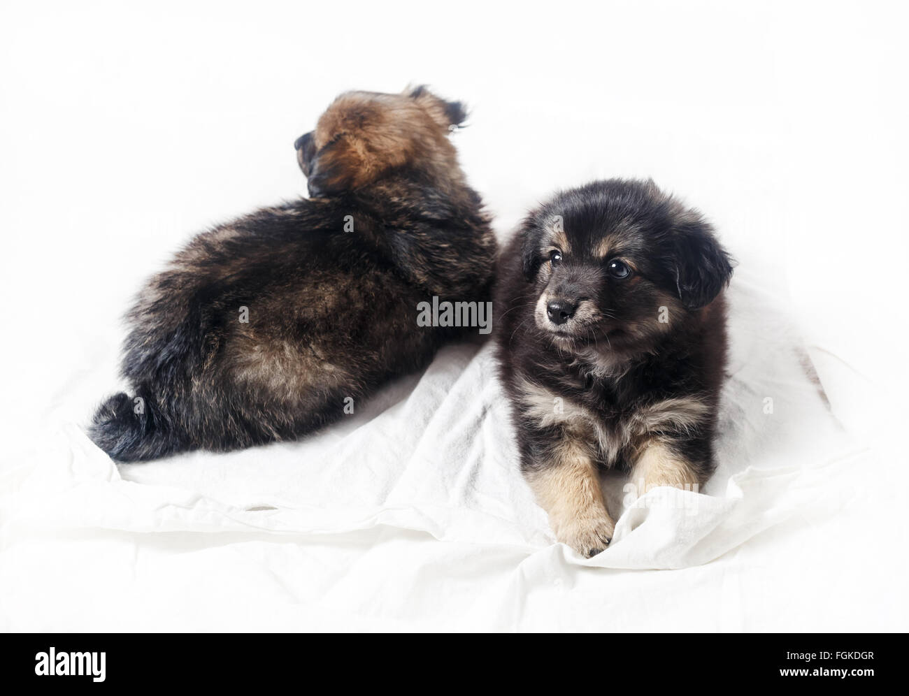 Adorable cute little puppies on light background. Two puppies dogs ...