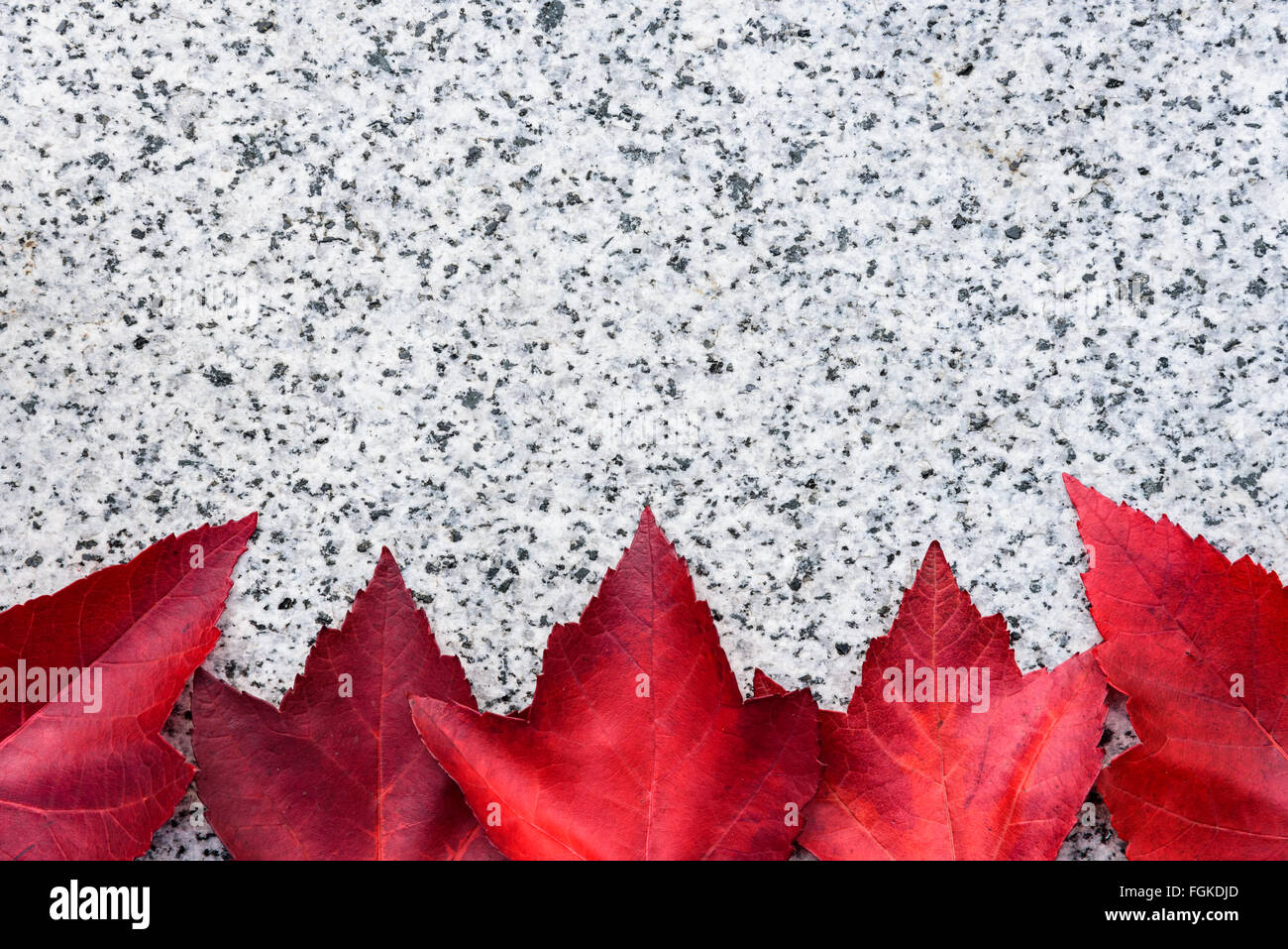 Fall color, red maple leaves arranged on a rough granite slab Stock ...