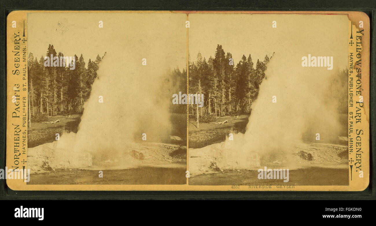A photograph by F. Jay Haynes showing the Riverside Geyser, capturing ...