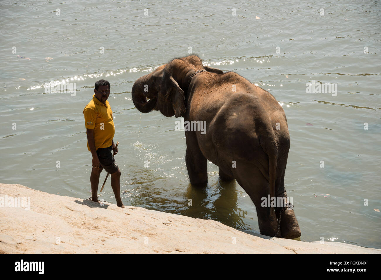 A mahout ( elephant keeper) with one of the female elephants in the ...