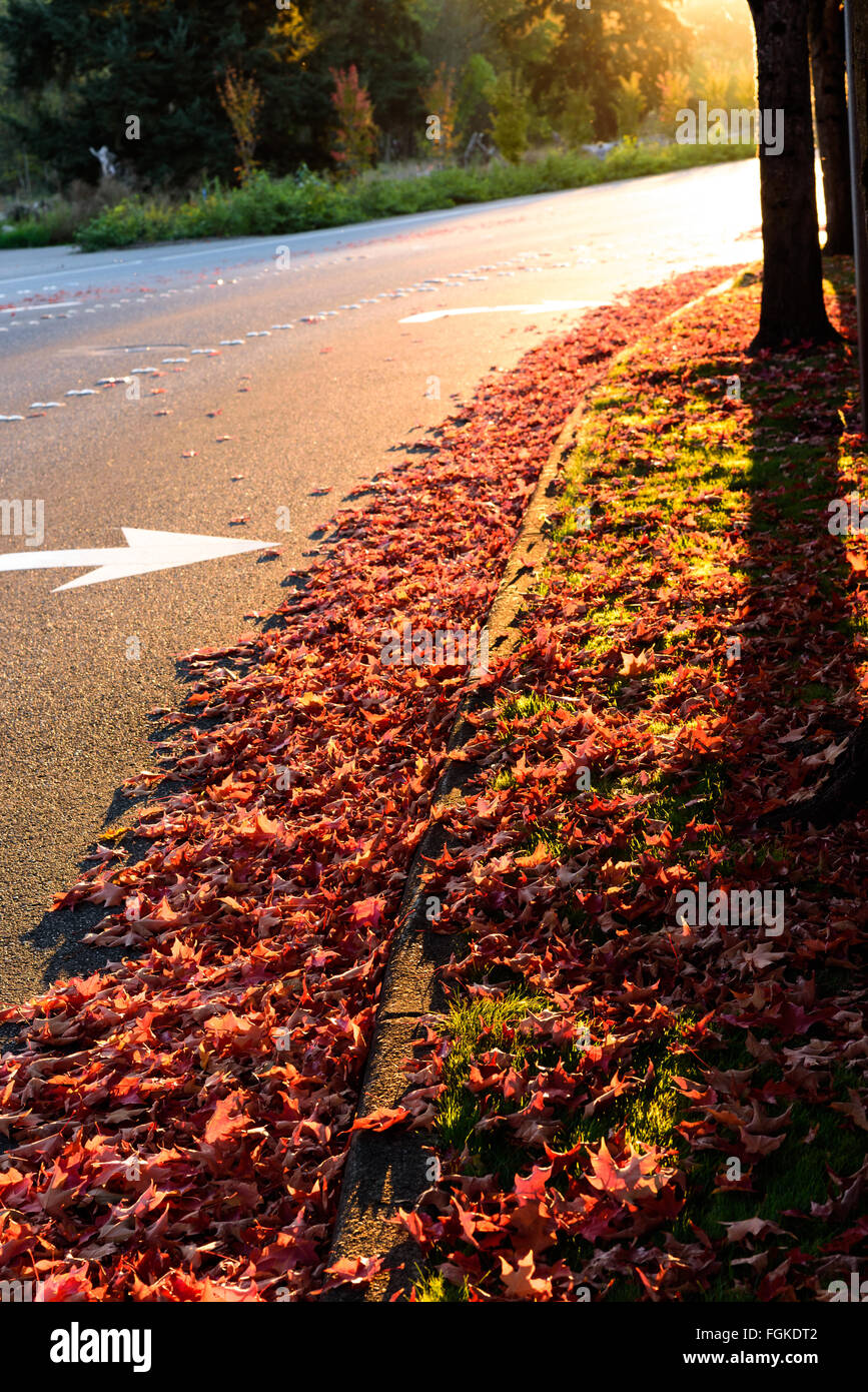 Early evening sun rays on fall leaves and an empty street Stock Photo ...