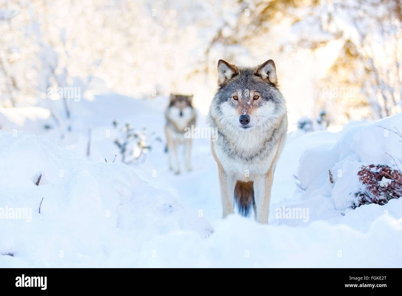 Two wolves in cold winter forest Stock Photo - Alamy