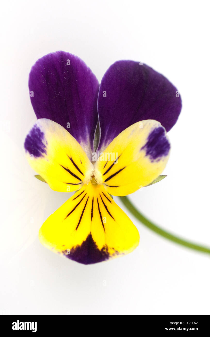 Viola tricolor Cut Out Stock Images & Pictures - Alamy